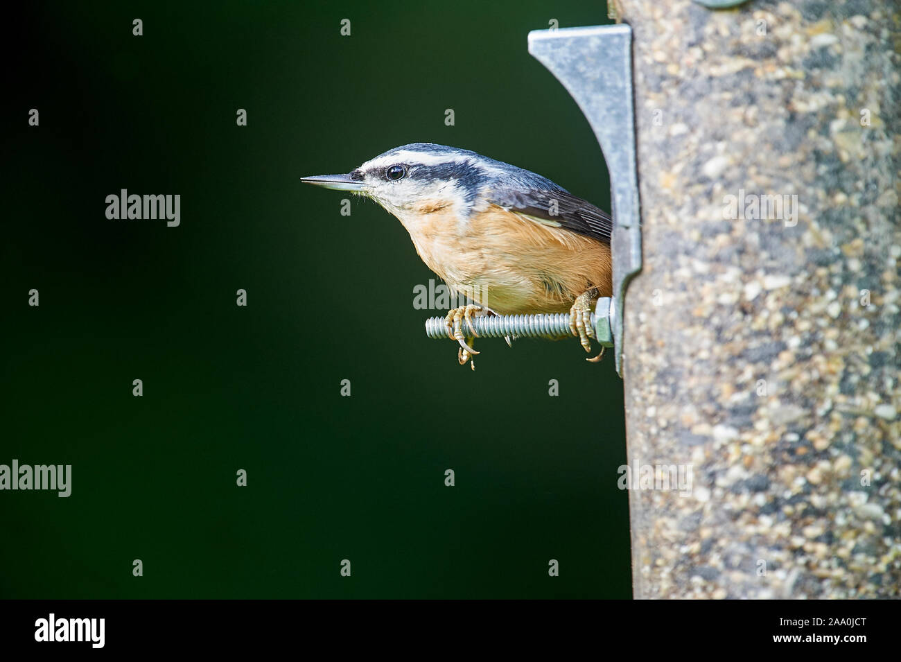 Red-breasted Nuthatch (Sitta canadensis) at garden bird feeder ...
