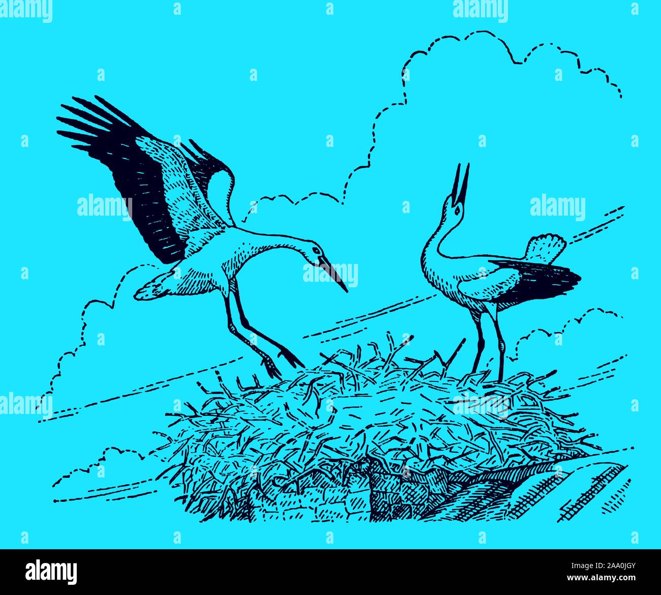 Two storks in nest Stock Vector Images - Alamy