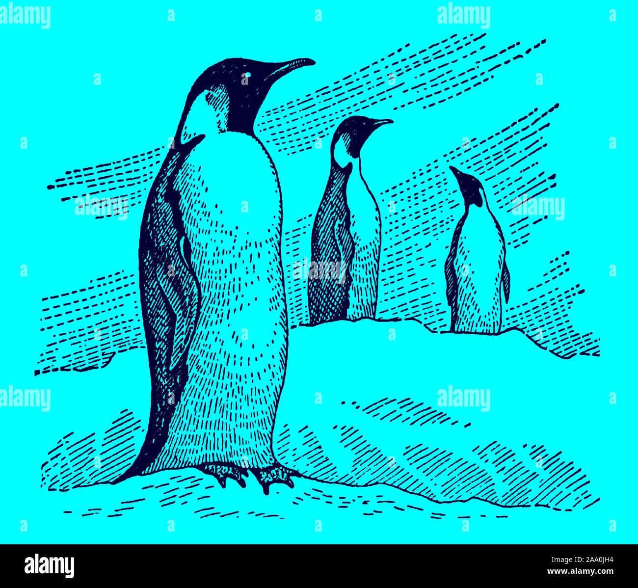 Three standing penguins Stock Vector Images - Alamy