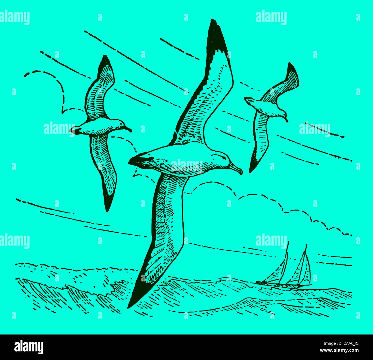 Illustration albatross hi-res stock photography and images - Alamy