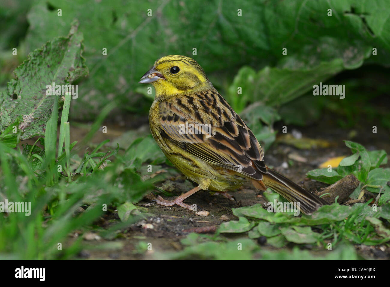 Yellowhammer portrait hi-res stock photography and images - Alamy