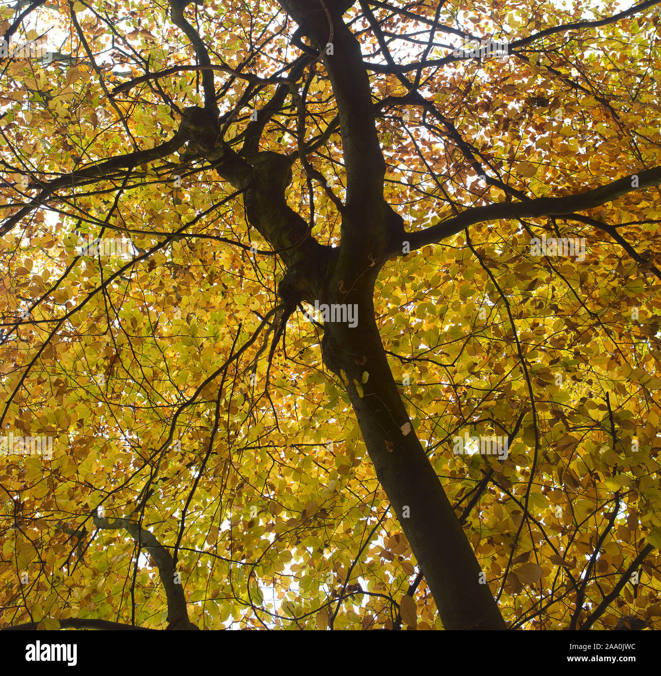 Woodland landscape in the Surrey countryside in an English autumn Stock ...
