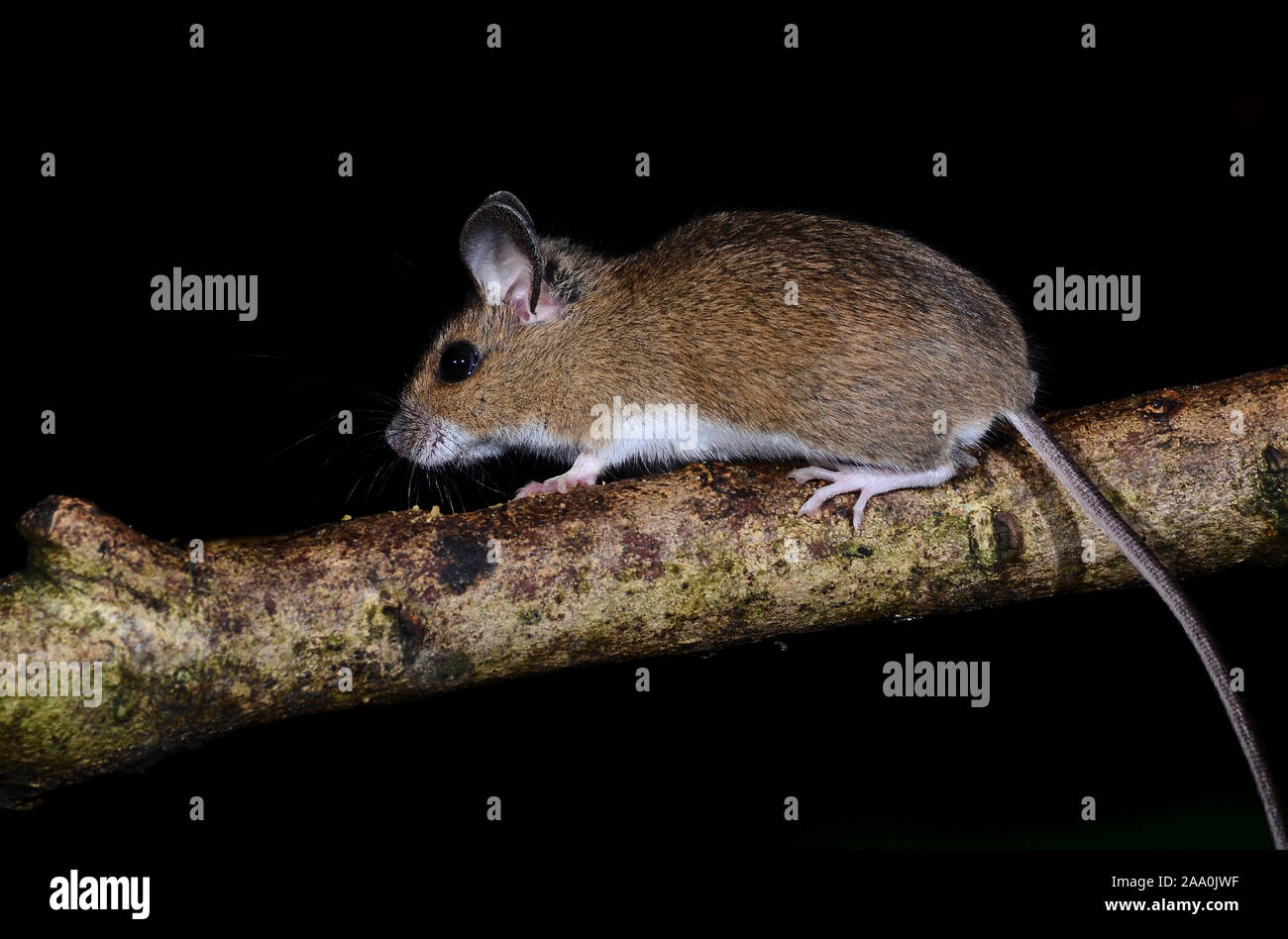 wood mouse apodemus sylvaticus Stock Photo - Alamy