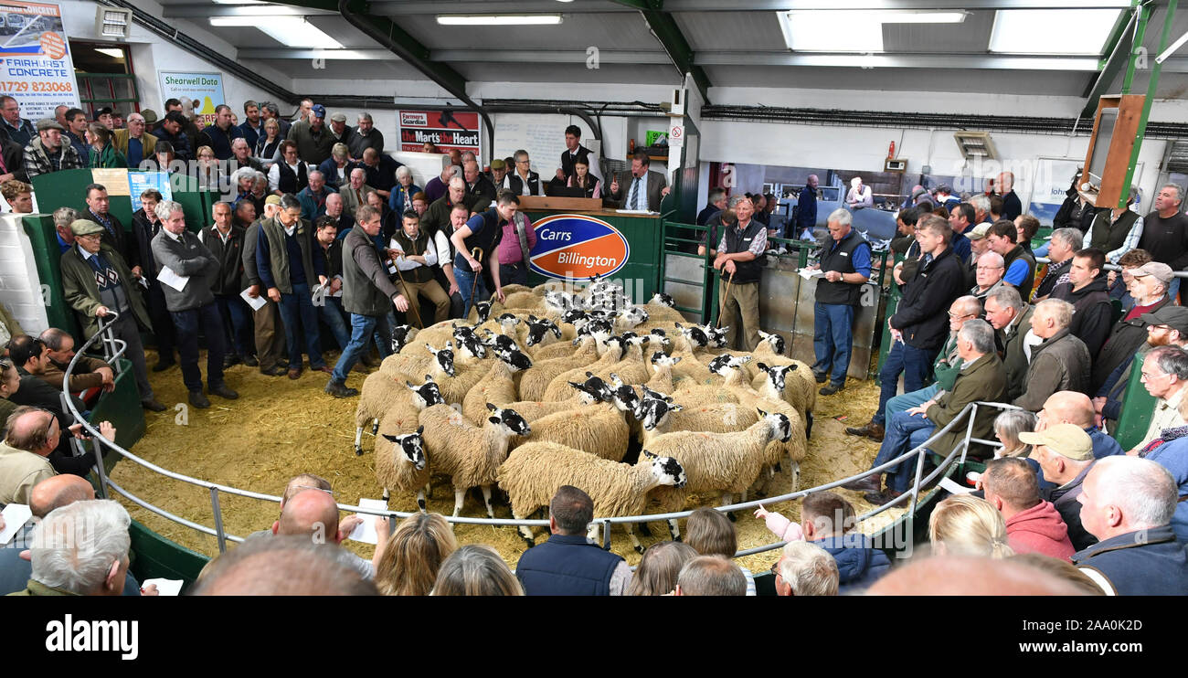 Farmers selling North of England mule gimmers at Hawes Auction Mart ...