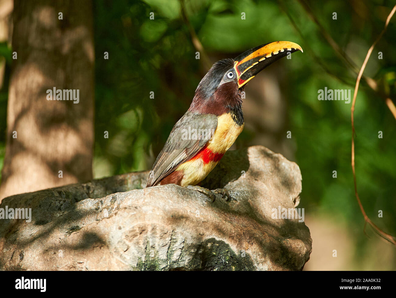 Chestnut Eared Aracari (Pteroglossus castanotis), The Pantanal, Mato ...