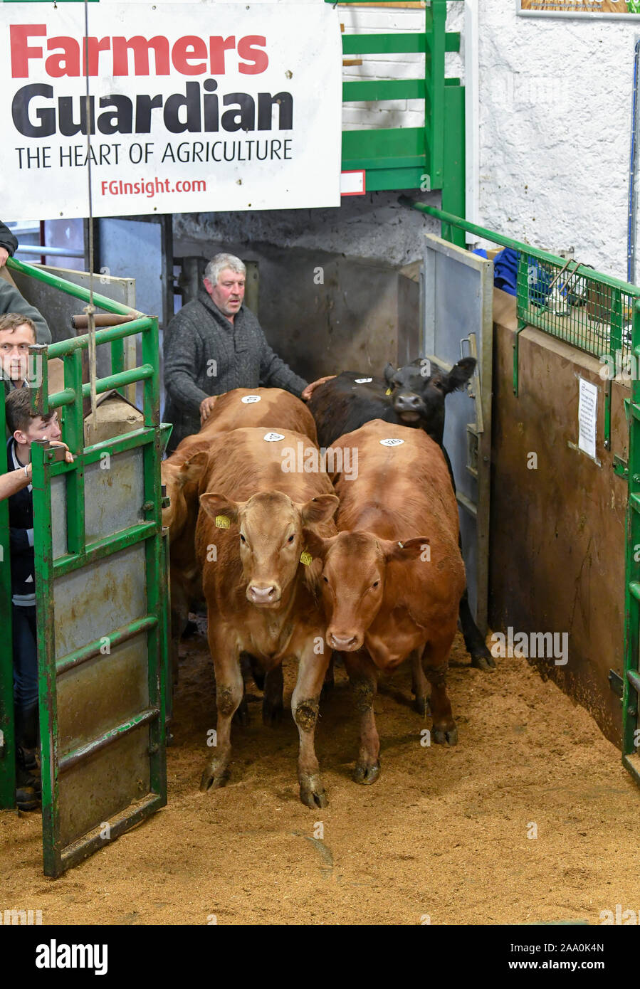 Farmers bidding cattle auction cattle hi-res stock photography and ...