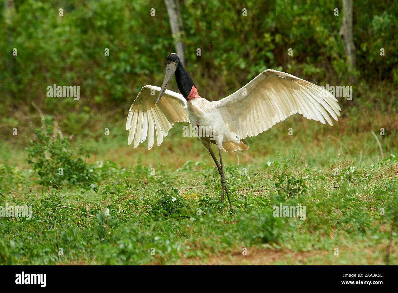 Jabiru Stork (Jabiru mycteria), The Pantanal, Mato Grosso, Brazil Stock ...