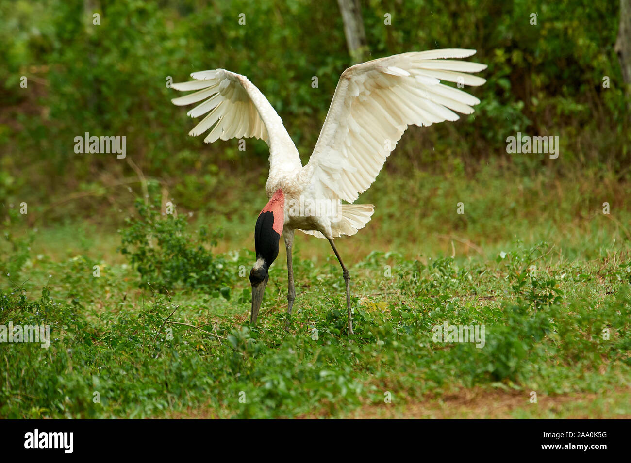 Jabiru Stork (Jabiru mycteria), The Pantanal, Mato Grosso, Brazil Stock ...