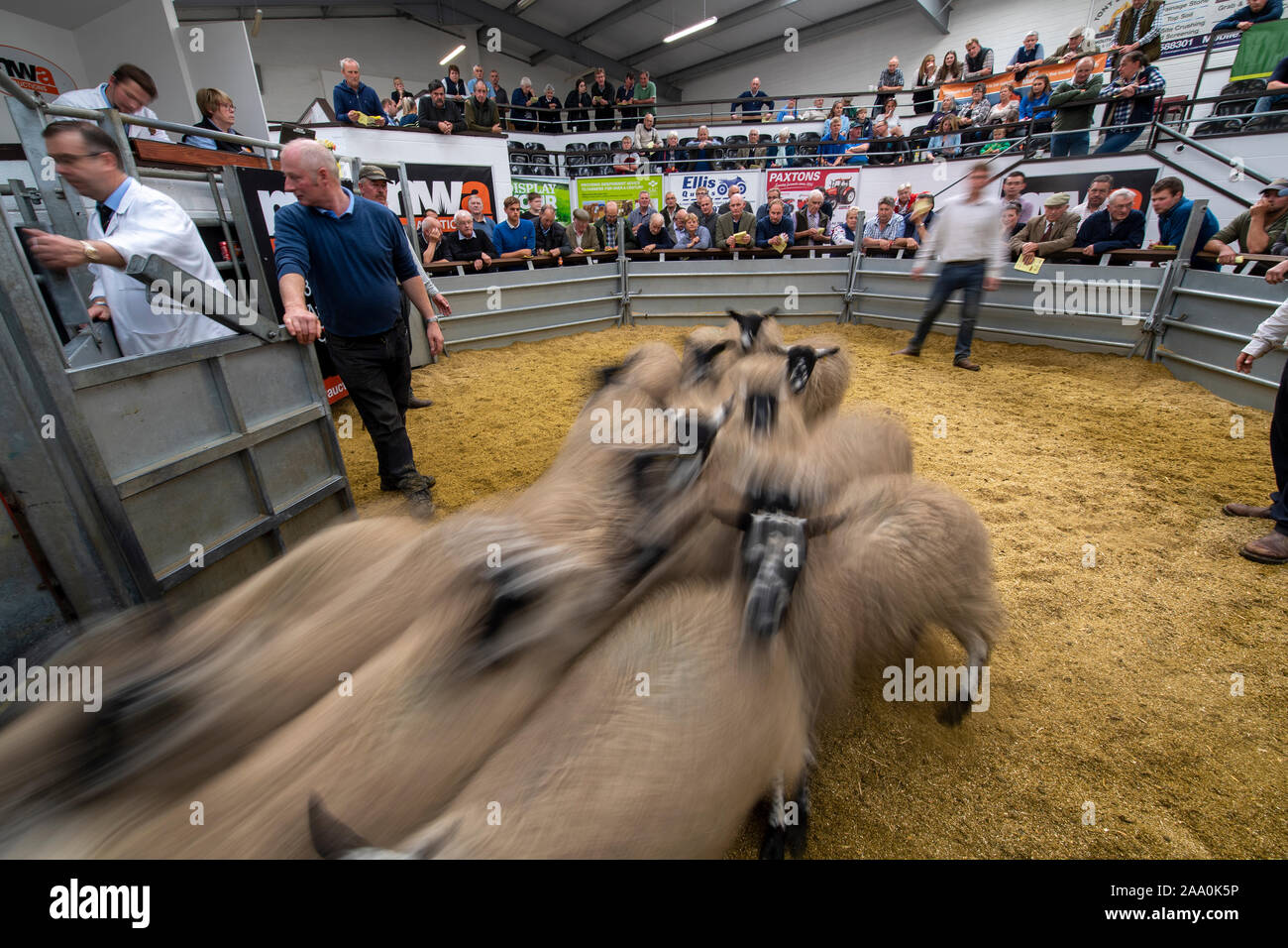 Mule gimmer lambs leaving the ring after being sold at a breeding sale ...