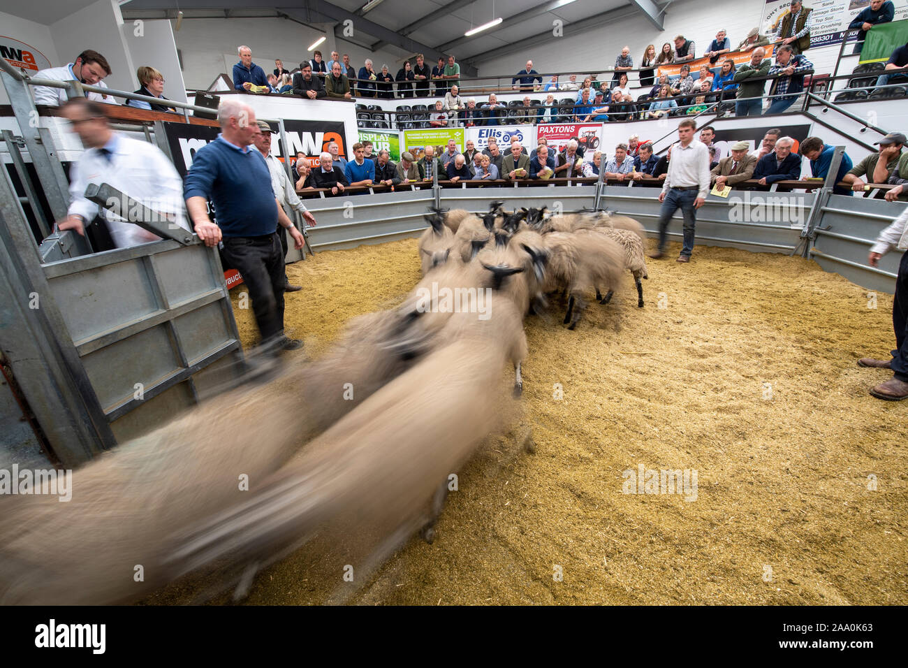 Mule gimmer lambs leaving the ring after being sold at a breeding sale ...