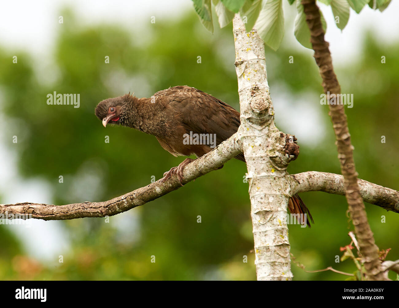Ortalis canicollis hi-res stock photography and images - Alamy