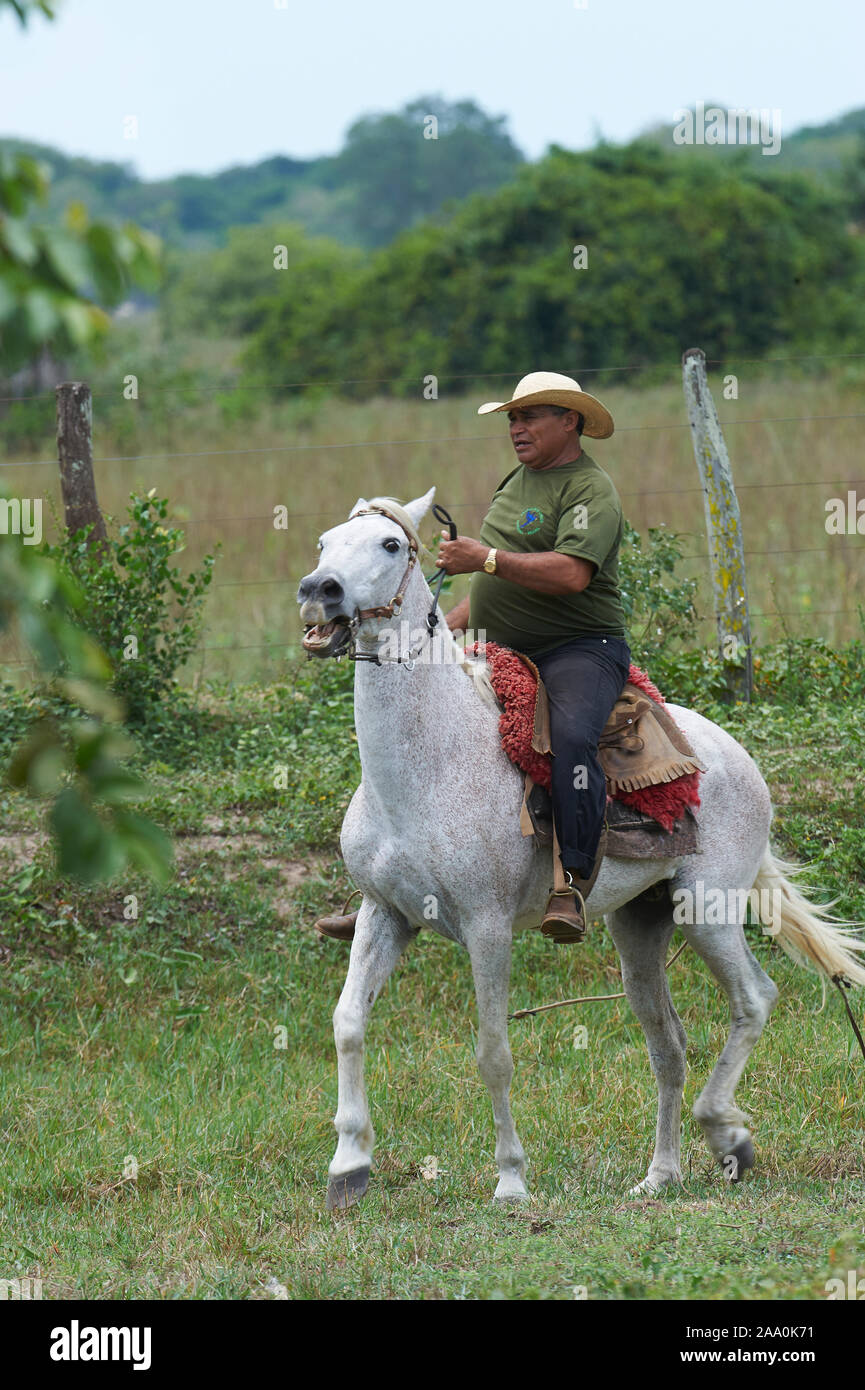 Pantaneiro Cowboy riding, The Pantanal, Mato Grosso, Brazil Stock Photo ...