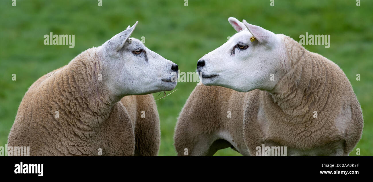 Animals Touching Noses High Resolution Stock Photography and Images - Alamy