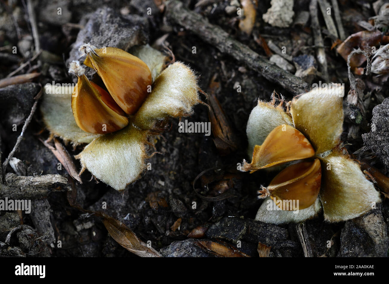 Beech mast uk hi-res stock photography and images - Alamy