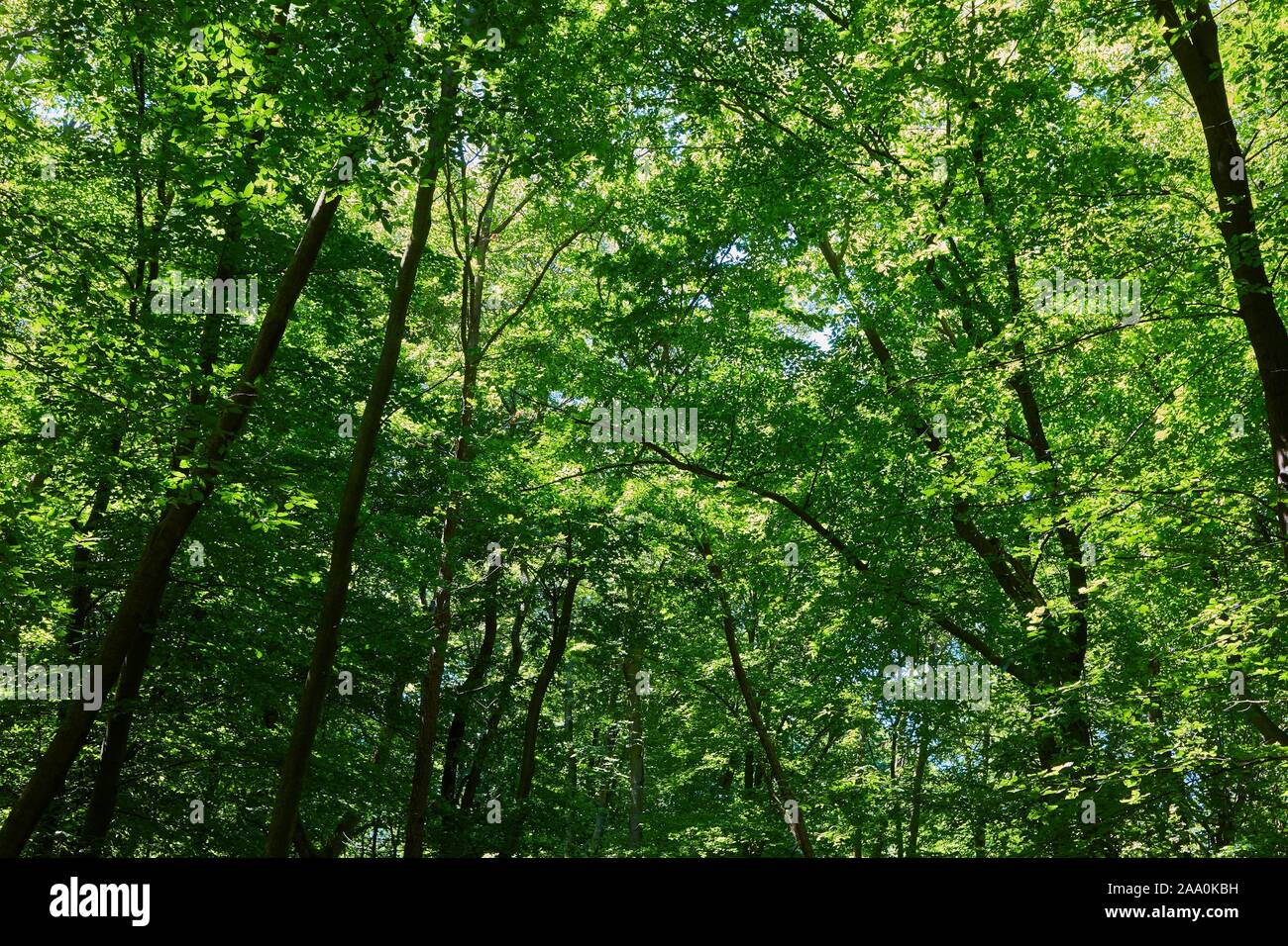 Spring Green Leaves Stock Photo - Alamy