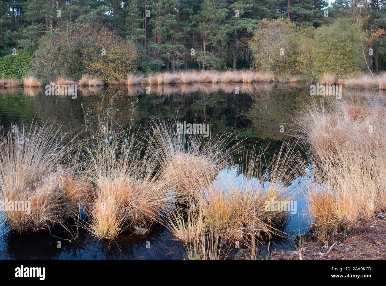 Hart Pond wildlife habitat Stock Photo - Alamy