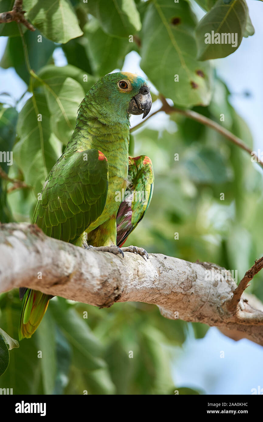 Blue-fronted Amazon Parrot (Amazona aestiva), The Pantanal, Mato Grosso ...