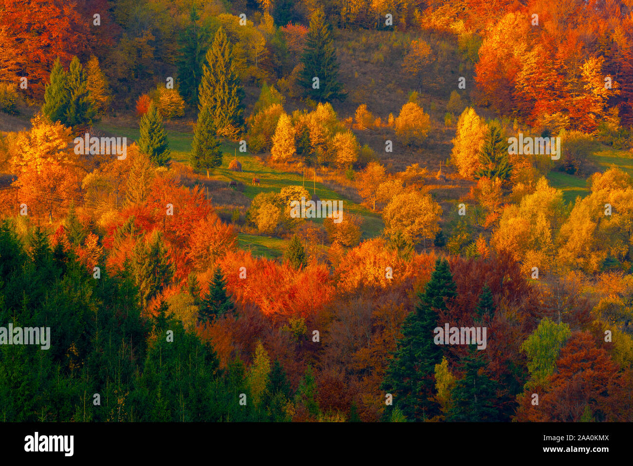 Autumn foliage trees in the mountains. Meadow with haystack and forest ...