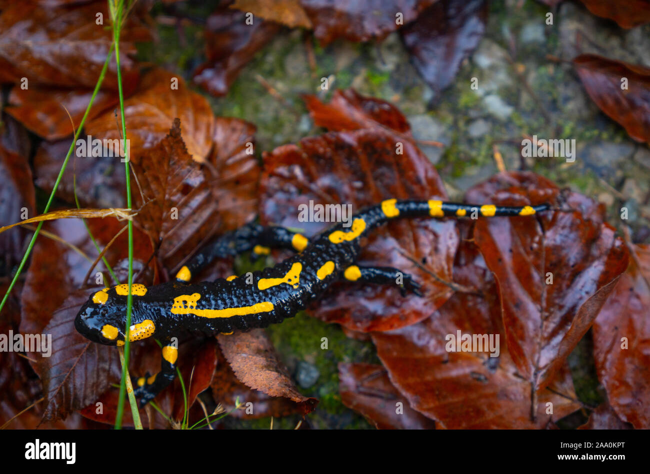 Fire salamander hi-res stock photography and images - Alamy
