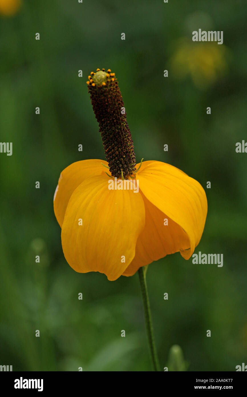 Praerie hi-res stock photography and images - Alamy