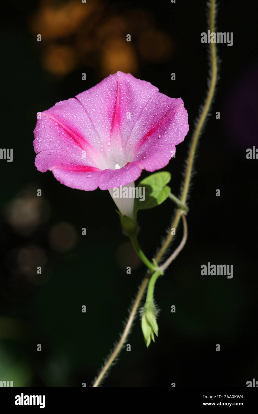 Winde blumen hi-res stock photography and images - Alamy