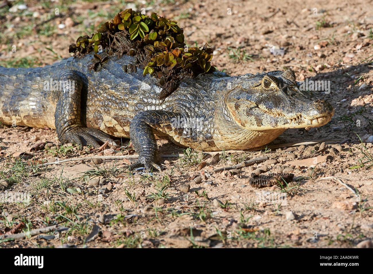 Jacara © do pantanal hi-res stock photography and images - Alamy