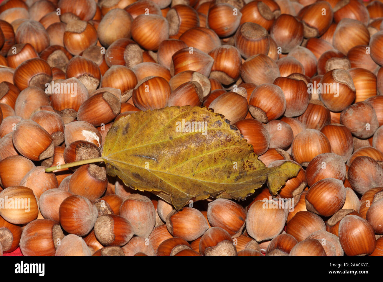 Haselnussgewaechs hi-res stock photography and images - Alamy