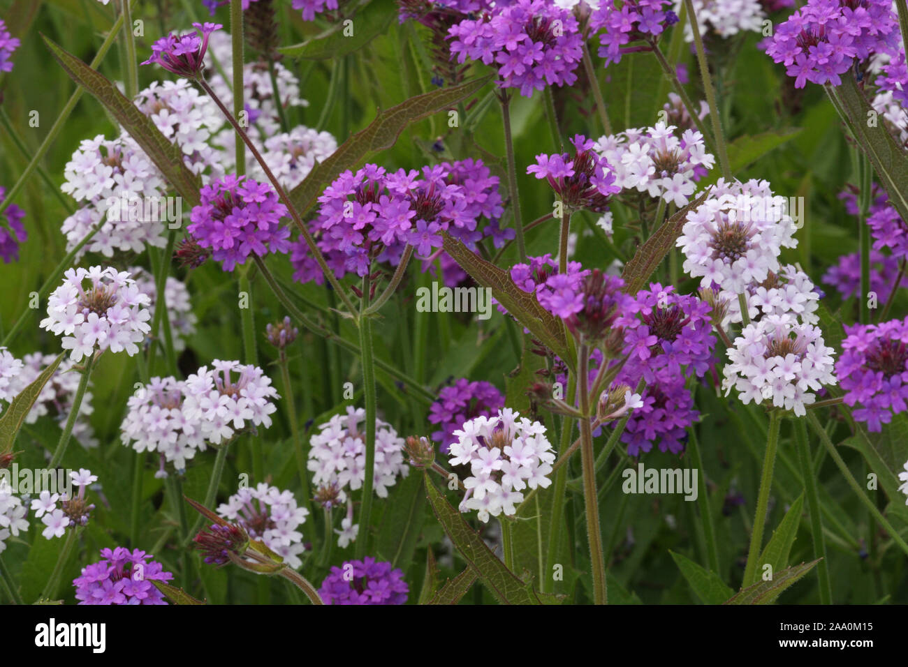 Steife verbene hi-res stock photography and images - Alamy