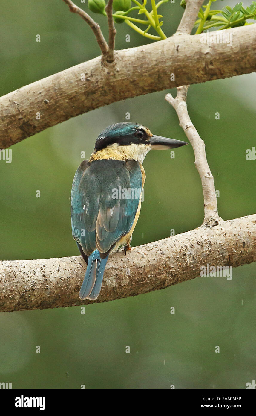 Sacred Kingfisher (Todiramphus sanctus sanctus) adult perched on branch ...