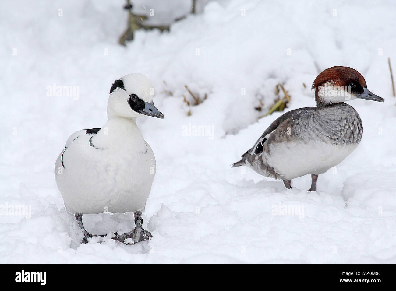 Zwergsaeger im Winter Stock Photo - Alamy