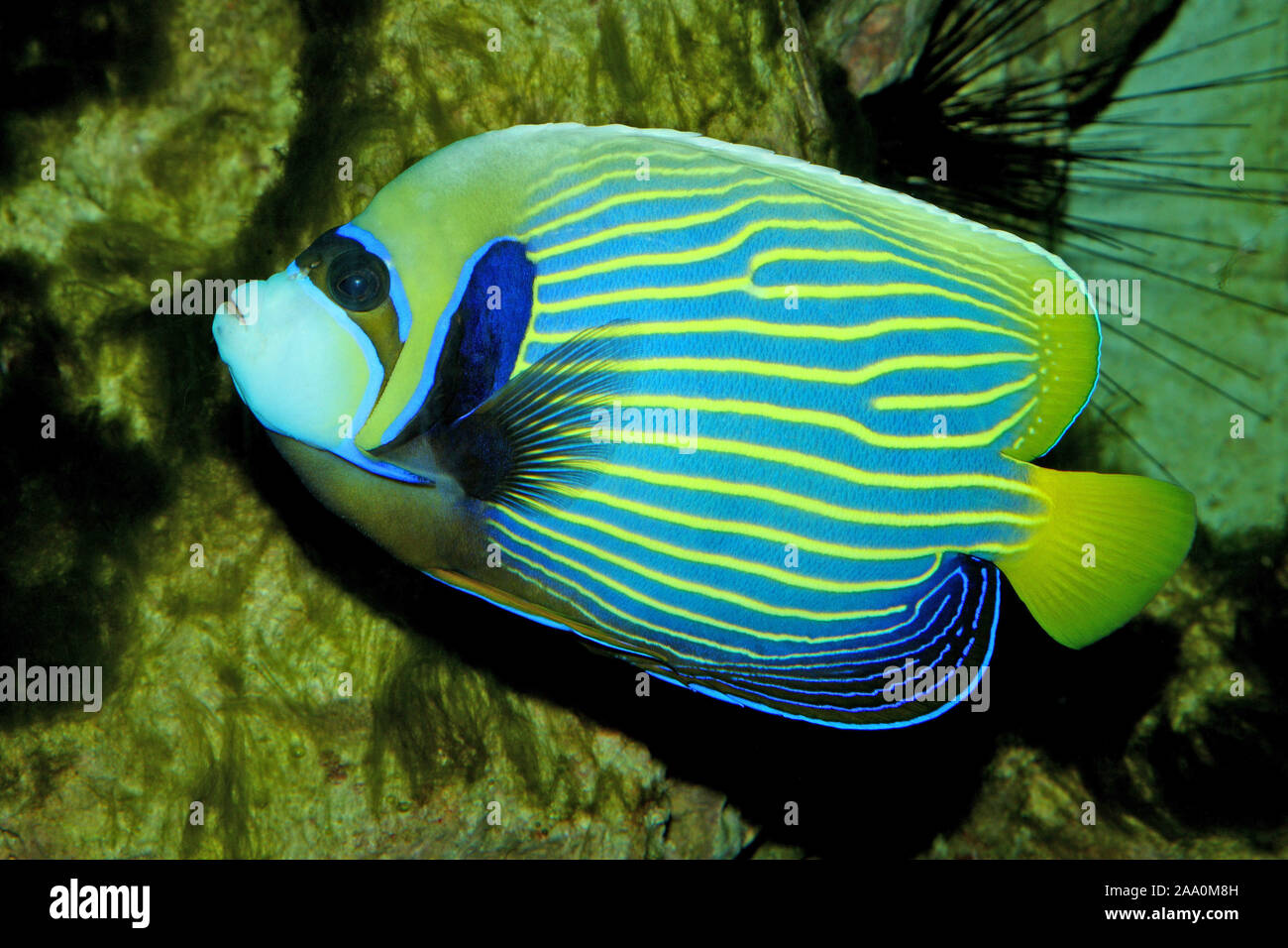 Imperator kaiserfisch pomacanthus imperator hi-res stock photography ...
