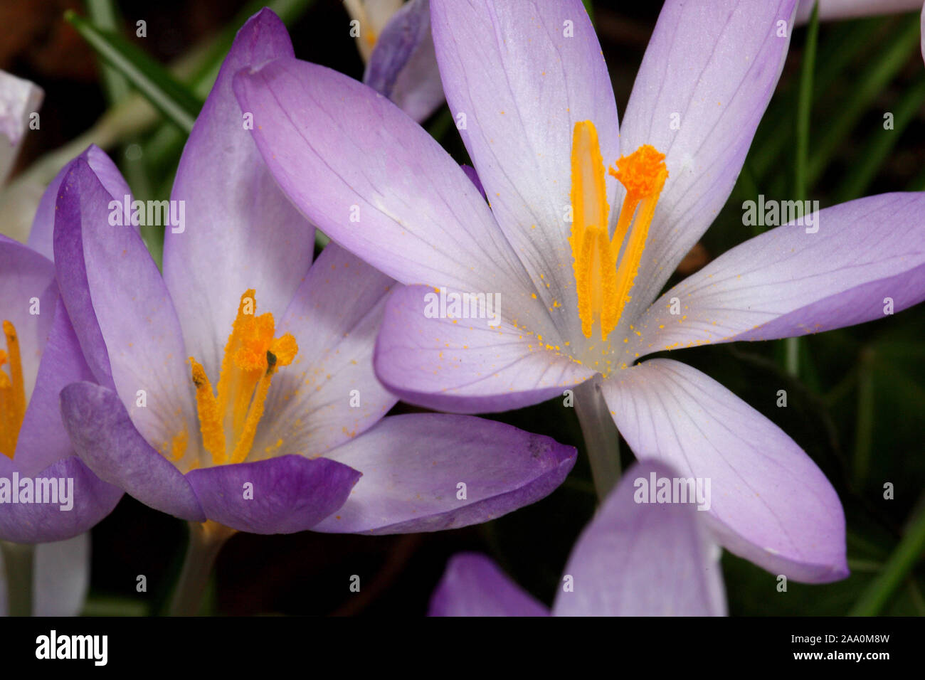 Safran Blume High Resolution Stock Photography and Images - Alamy