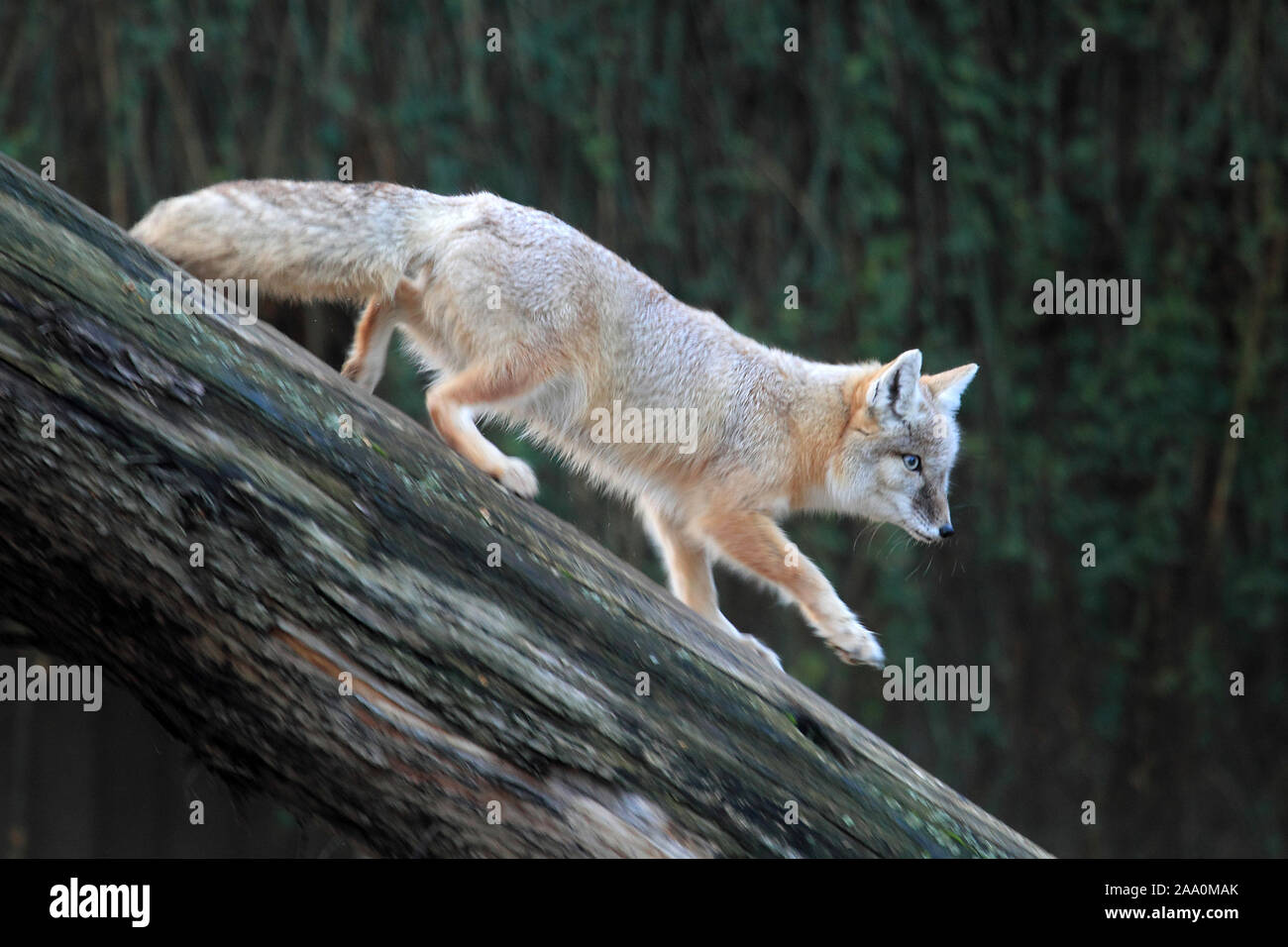 Korsak Vulpes corsac Corsac Fox Stock Photo - Alamy