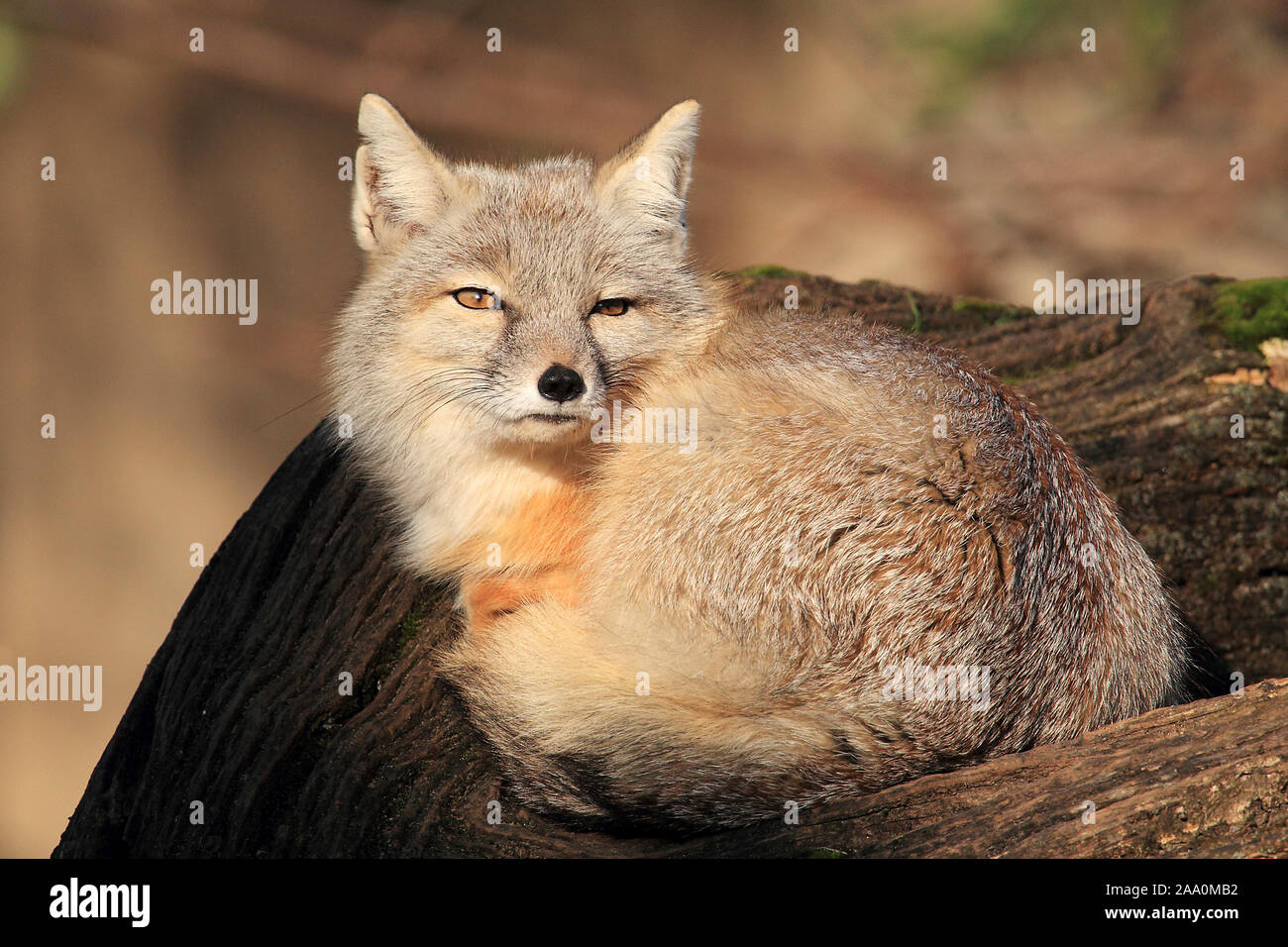 Corsac fox hi-res stock photography and images - Alamy