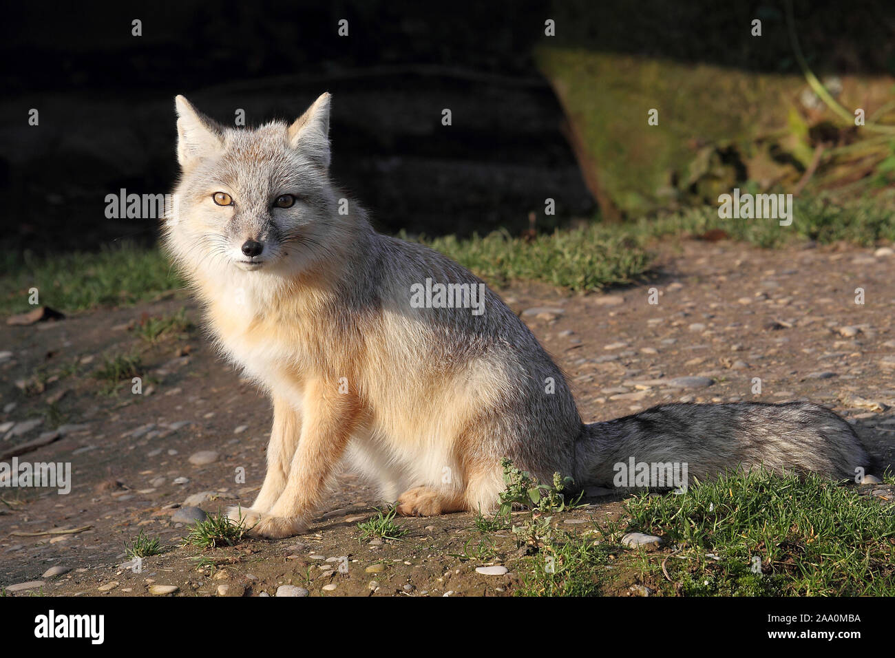 Korsak fox hi-res stock photography and images - Alamy