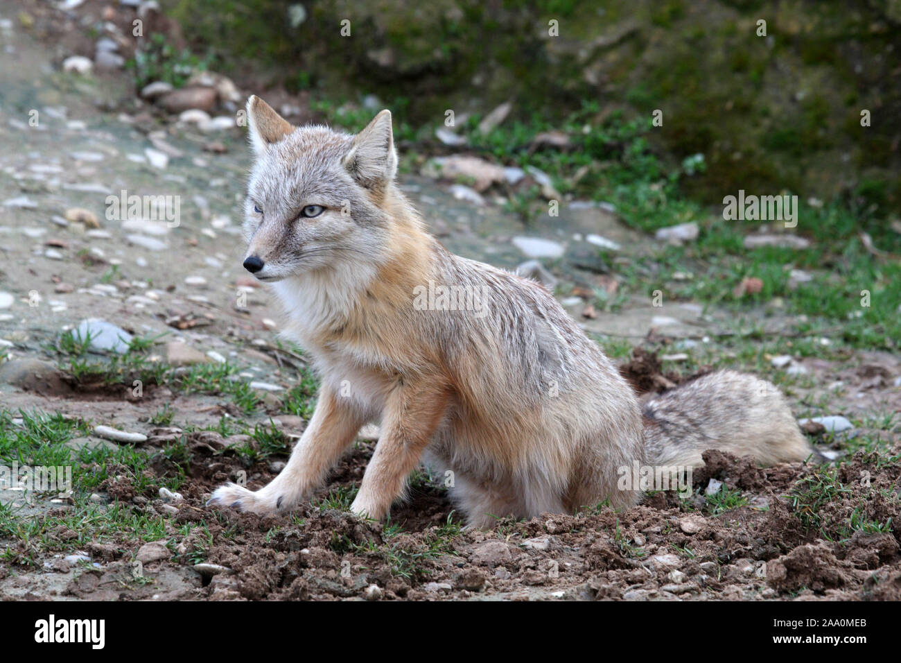 Kitfuchs hi-res stock photography and images - Alamy
