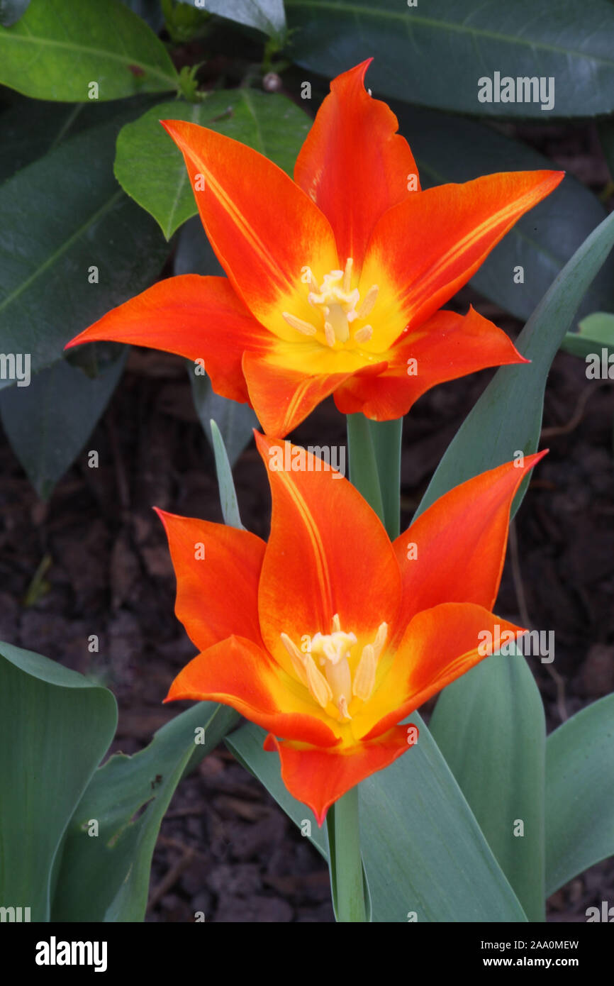 Garten tulpe hi-res stock photography and images - Alamy