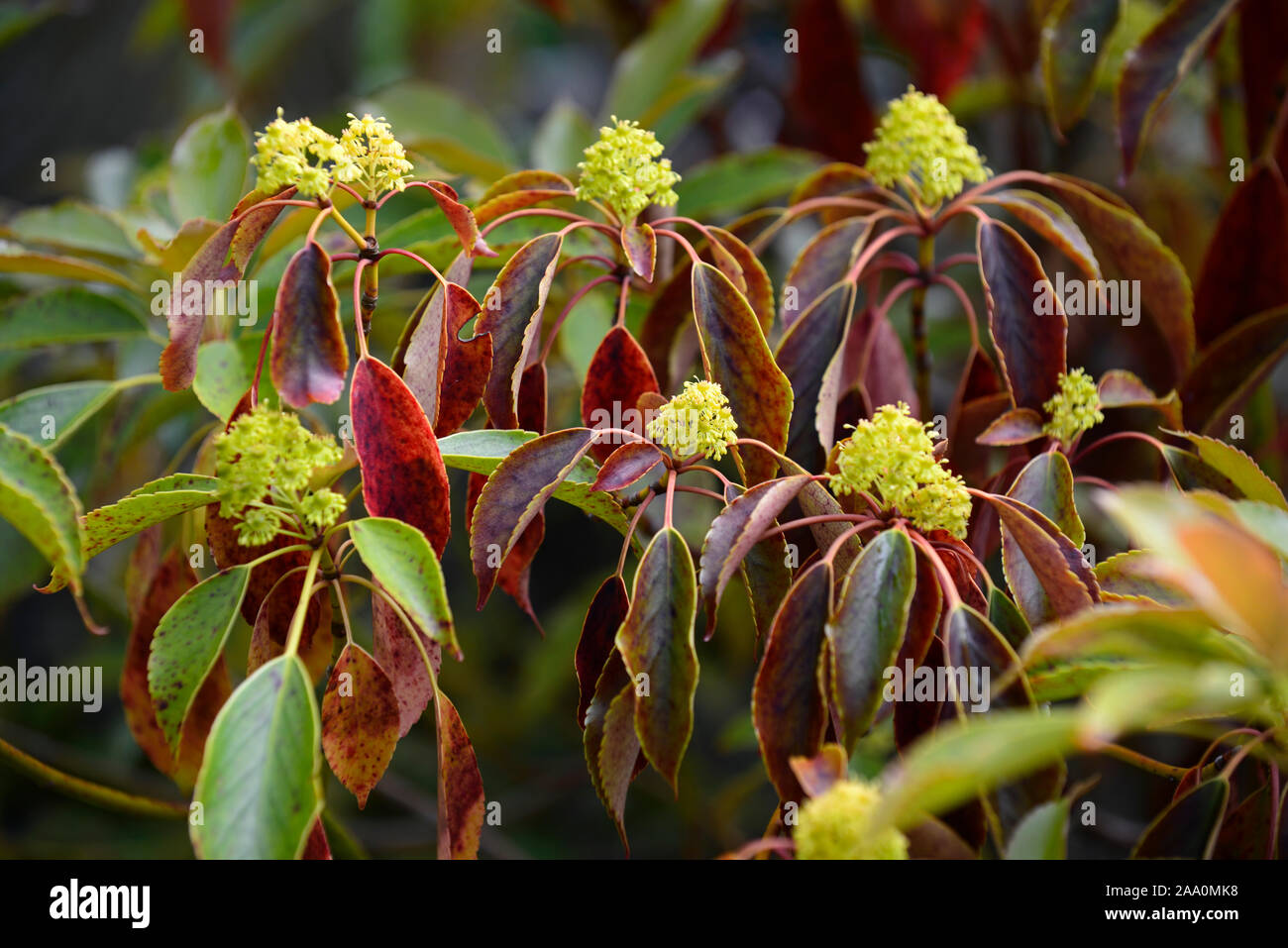 Schefflera, evergreen leaves,flowers,hardy schefflera,outdoors,garden ...