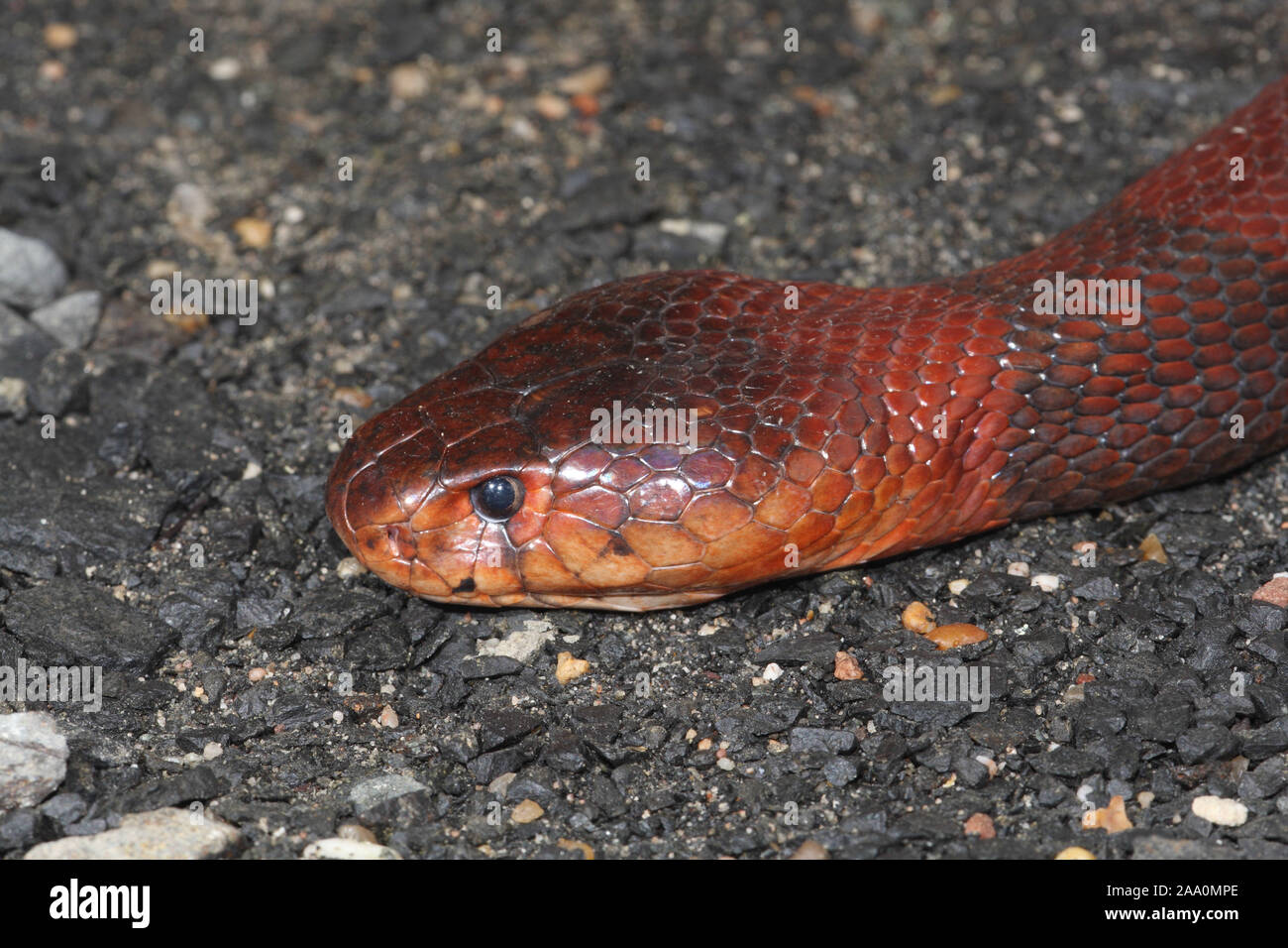 Red spitting cobra hi-res stock photography and images - Alamy