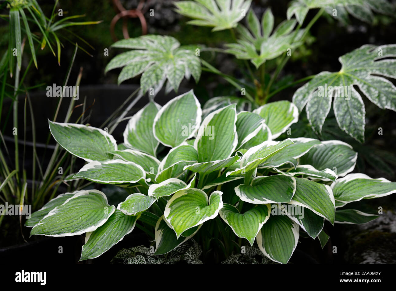 hosta,leaves,foliage,shade,shady,shaded,Schefflera, evergreen leaves ...