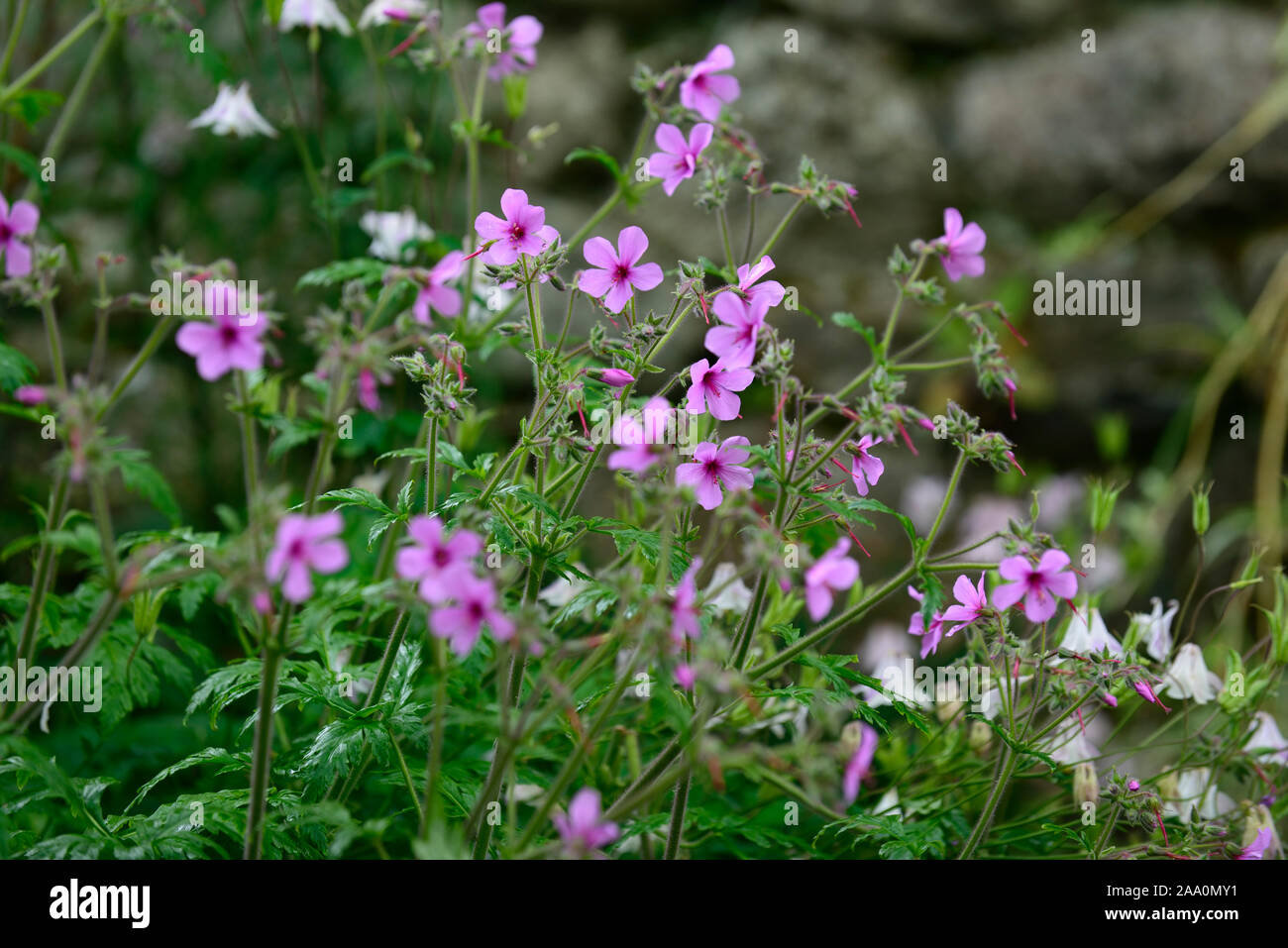 geranium palmatum,pink magenta flowers,flowering,herbaceous perennial ...