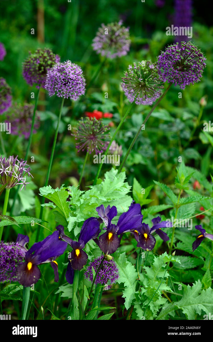 Iris x hollandica eye of the tiger,dutch iris eye of the tiger,blue ...