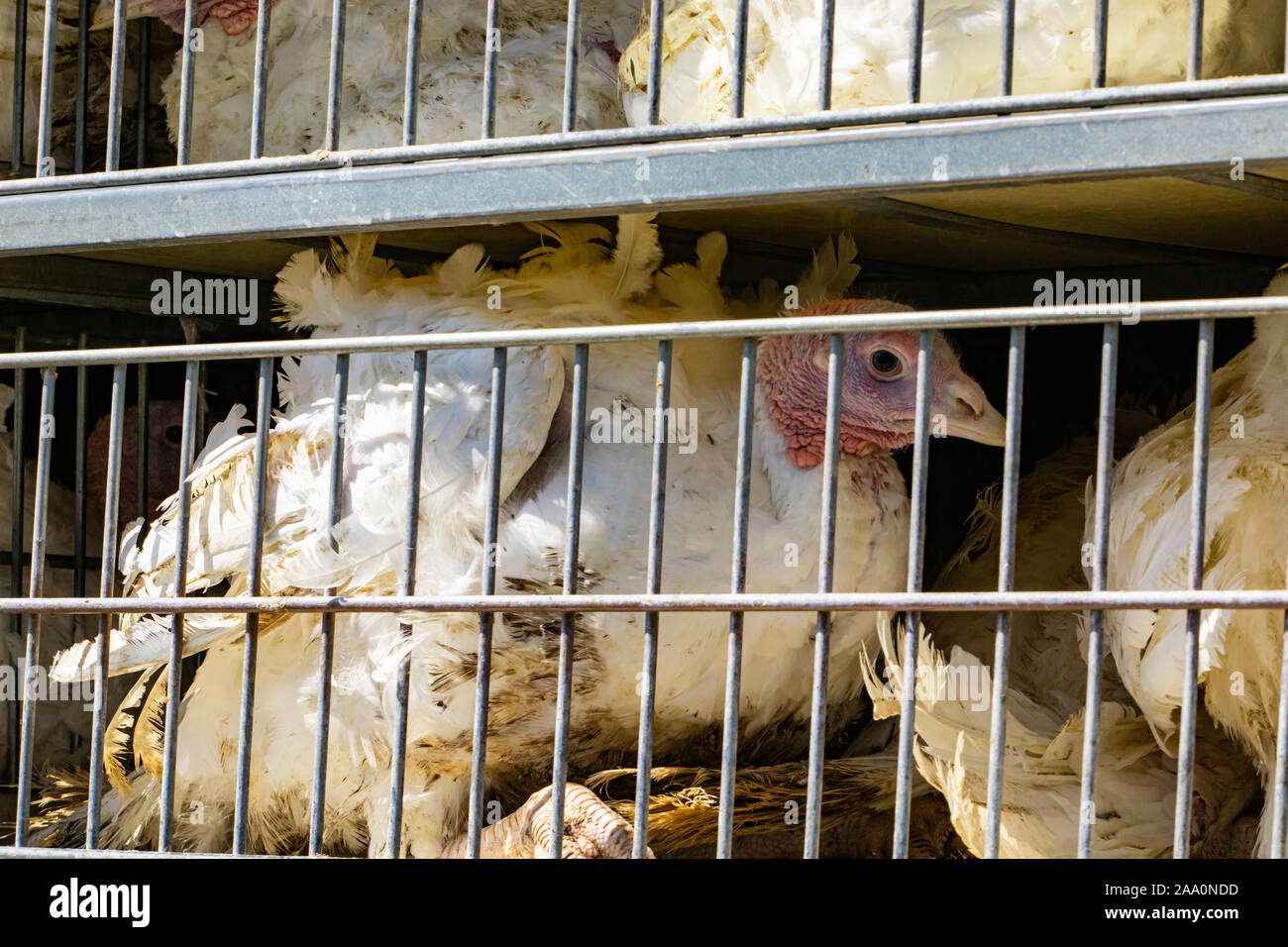 Cage chicken truck hi-res stock photography and images - Alamy