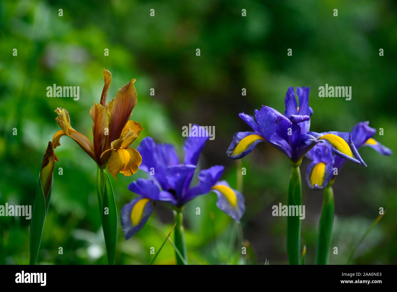 Dutch iris lion king hi-res stock photography and images - Alamy
