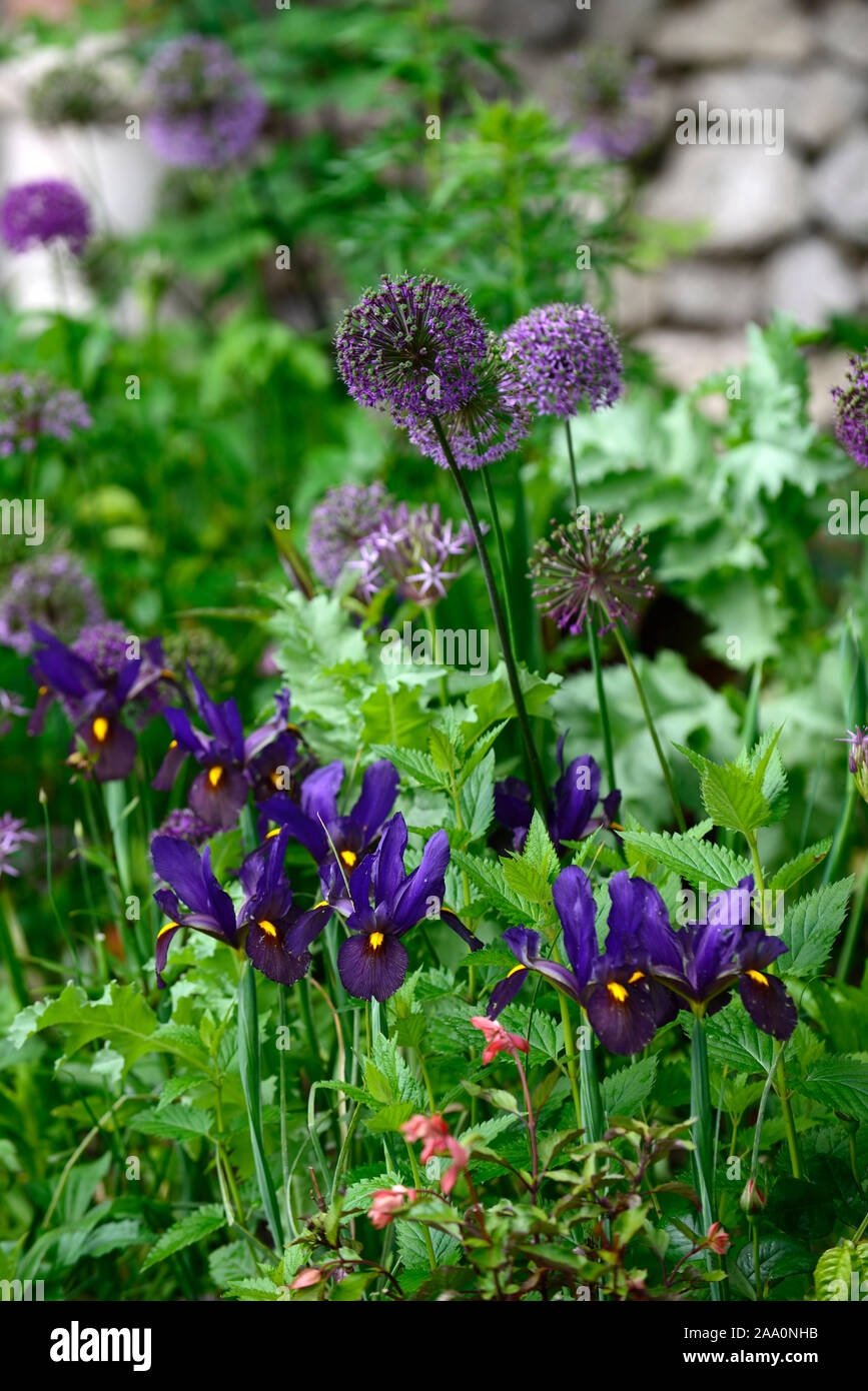 Iris x hollandica eye of the tiger,dutch iris eye of the tiger,blue ...