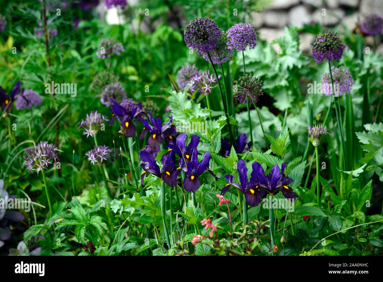Iris x hollandica eye of the tiger,dutch iris eye of the tiger,blue ...
