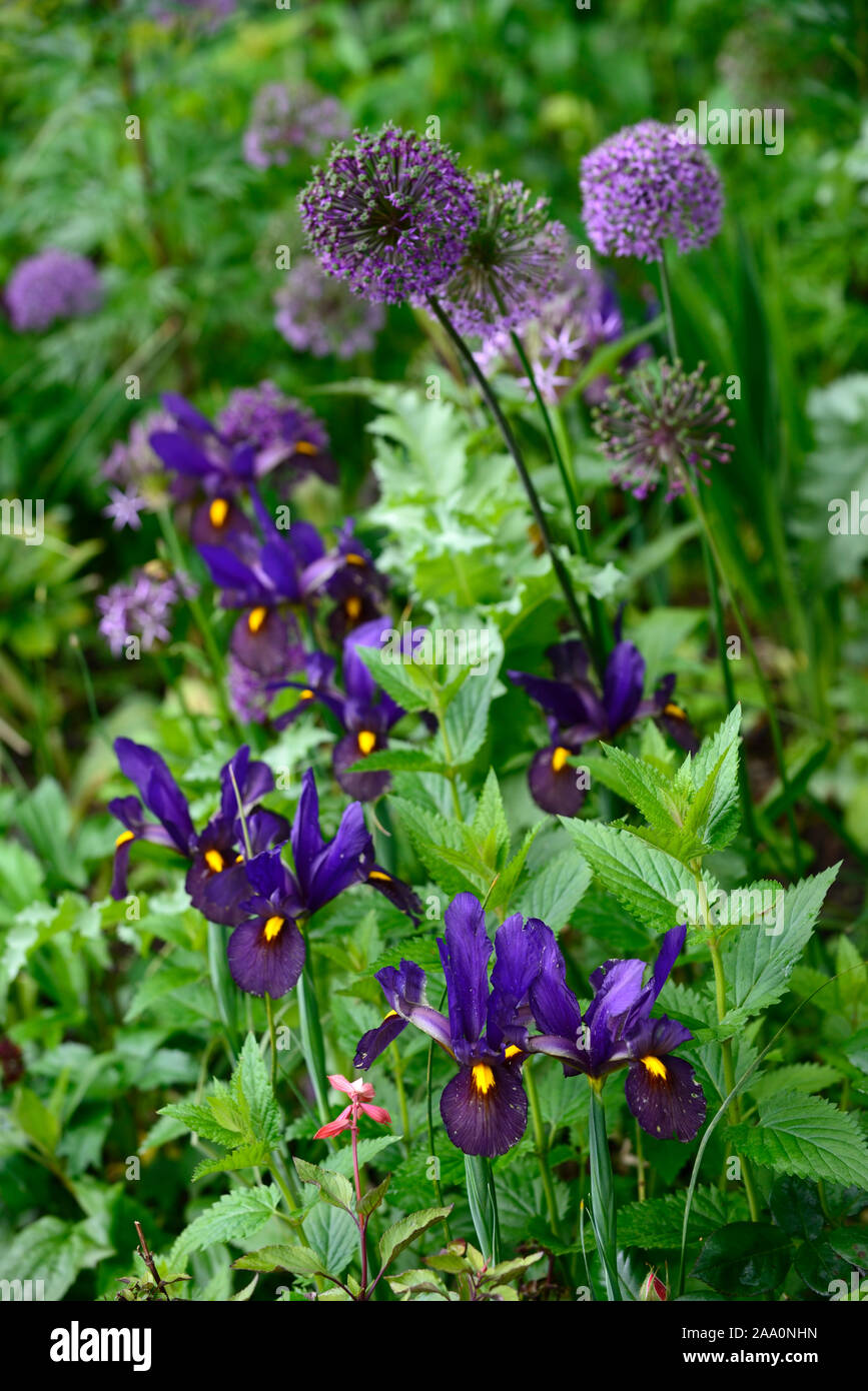 Iris x hollandica eye of the tiger,dutch iris eye of the tiger,blue ...