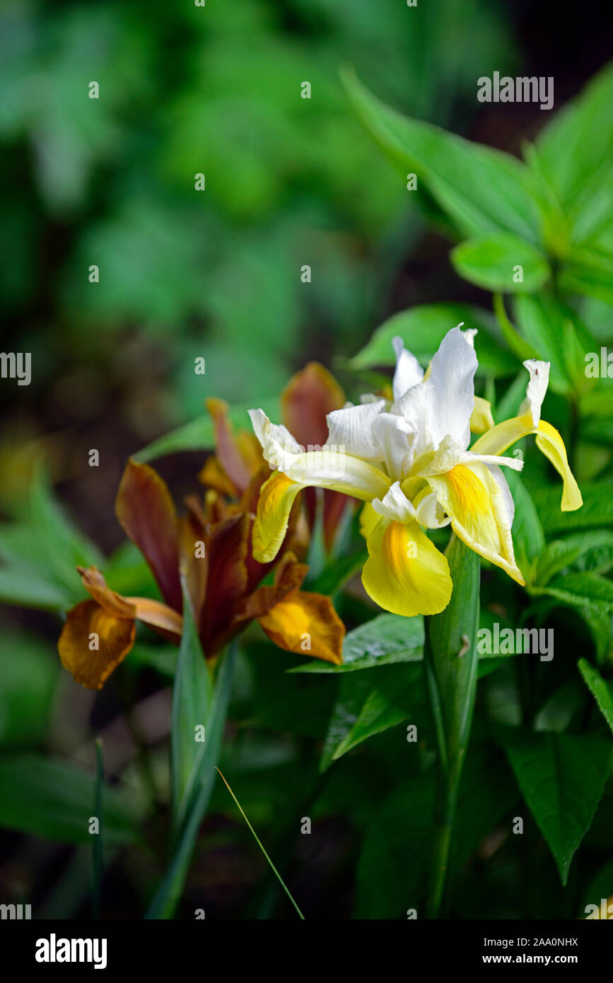 dutch iris Angel Wings,Iris x hollandica Angel Wings,dutch iris Lion ...