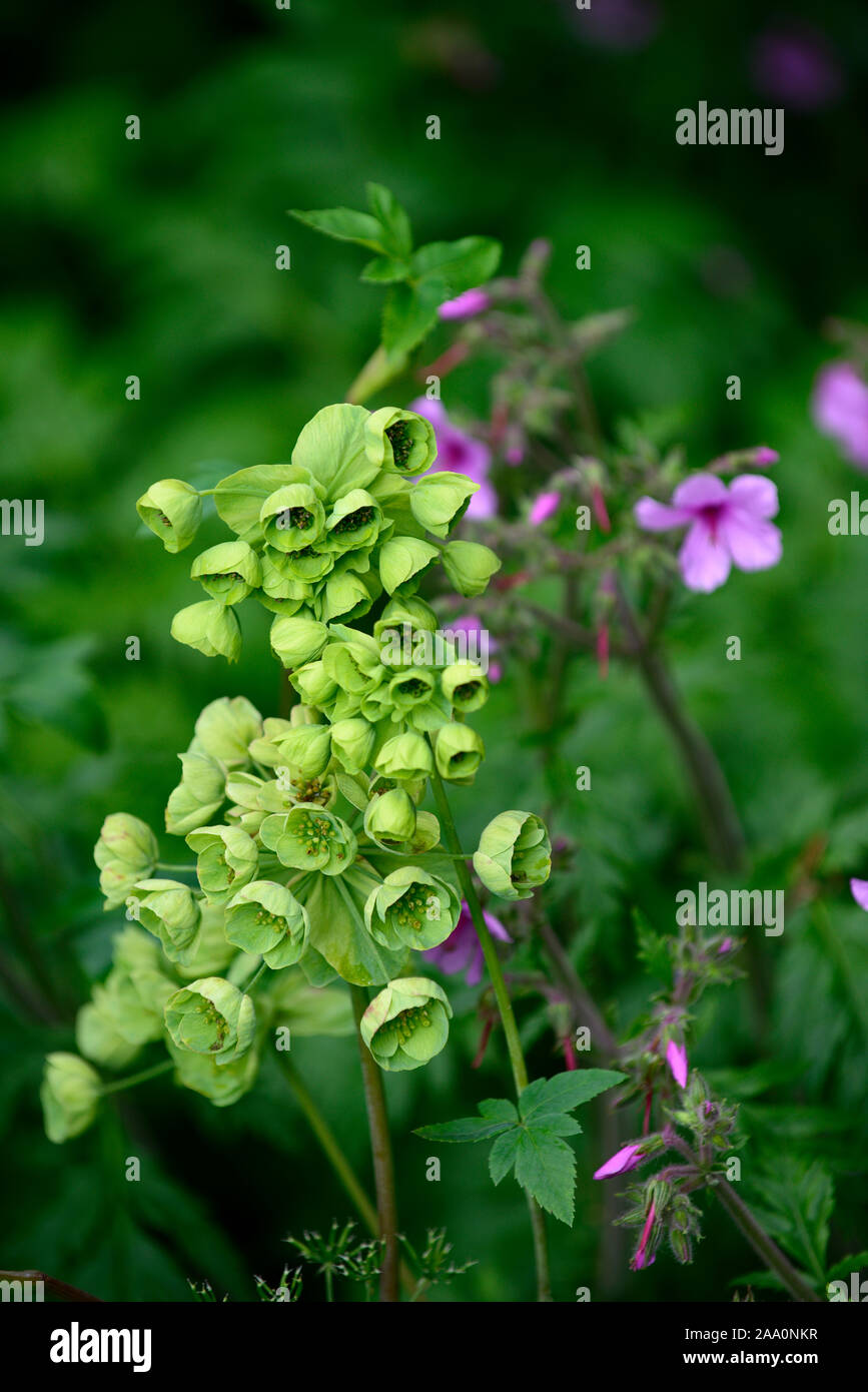 Helleborus foetidus with geranium hi-res stock photography and images ...