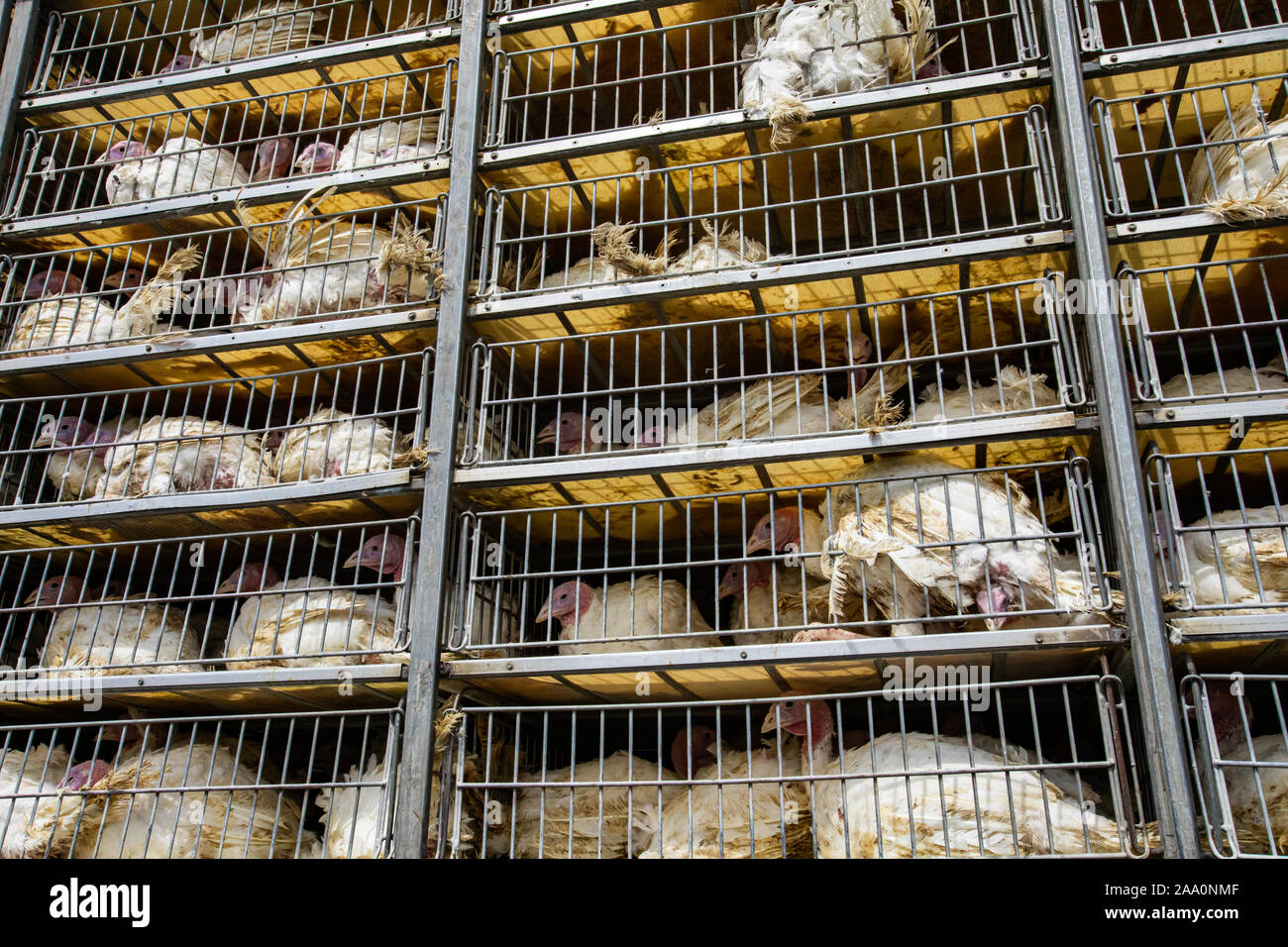 Truck transporting chickens hi-res stock photography and images - Alamy